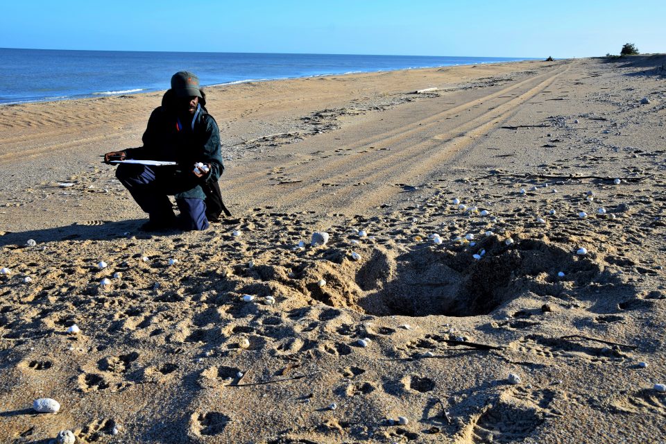 Indigenous knowledge and AI help protect baby turtles from predators on ...